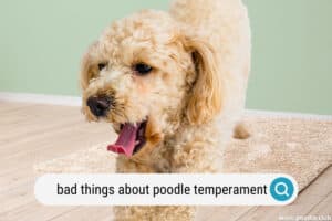 BAD Things About Poodle Temperament (9 Things to KNOW) - Poodle Club