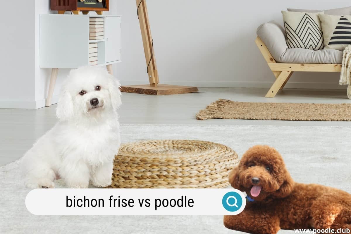 Bichon Frise vs Poodle (Breeds Compared WITH PHOTOS!) - Poodle Club