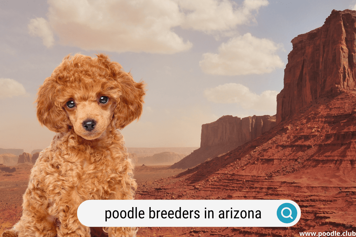 Best Poodle Breeders in Arizona (2025 Update) - Poodle Club