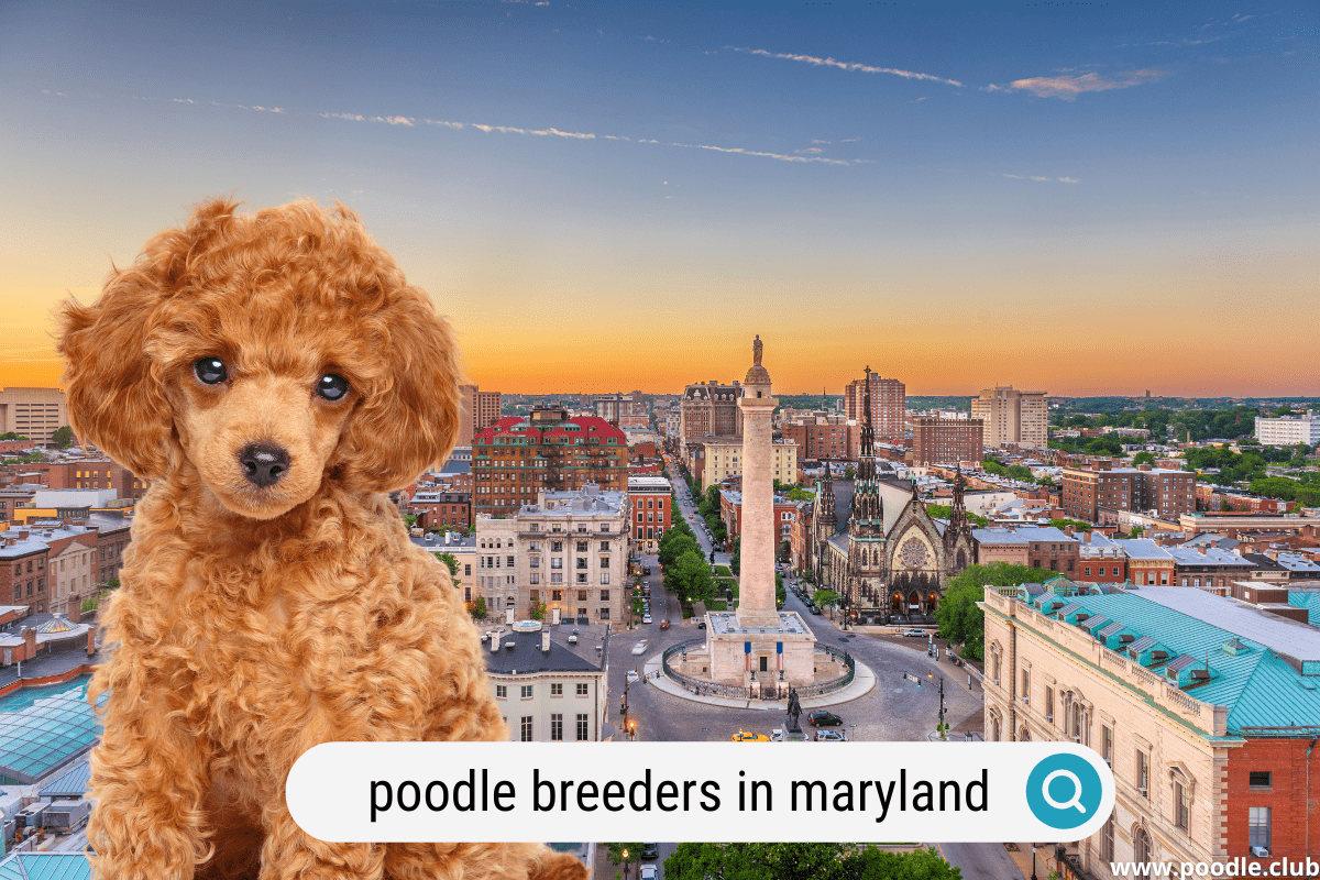 Best Poodle Breeders in Maryland (2025 Update) - Poodle Club