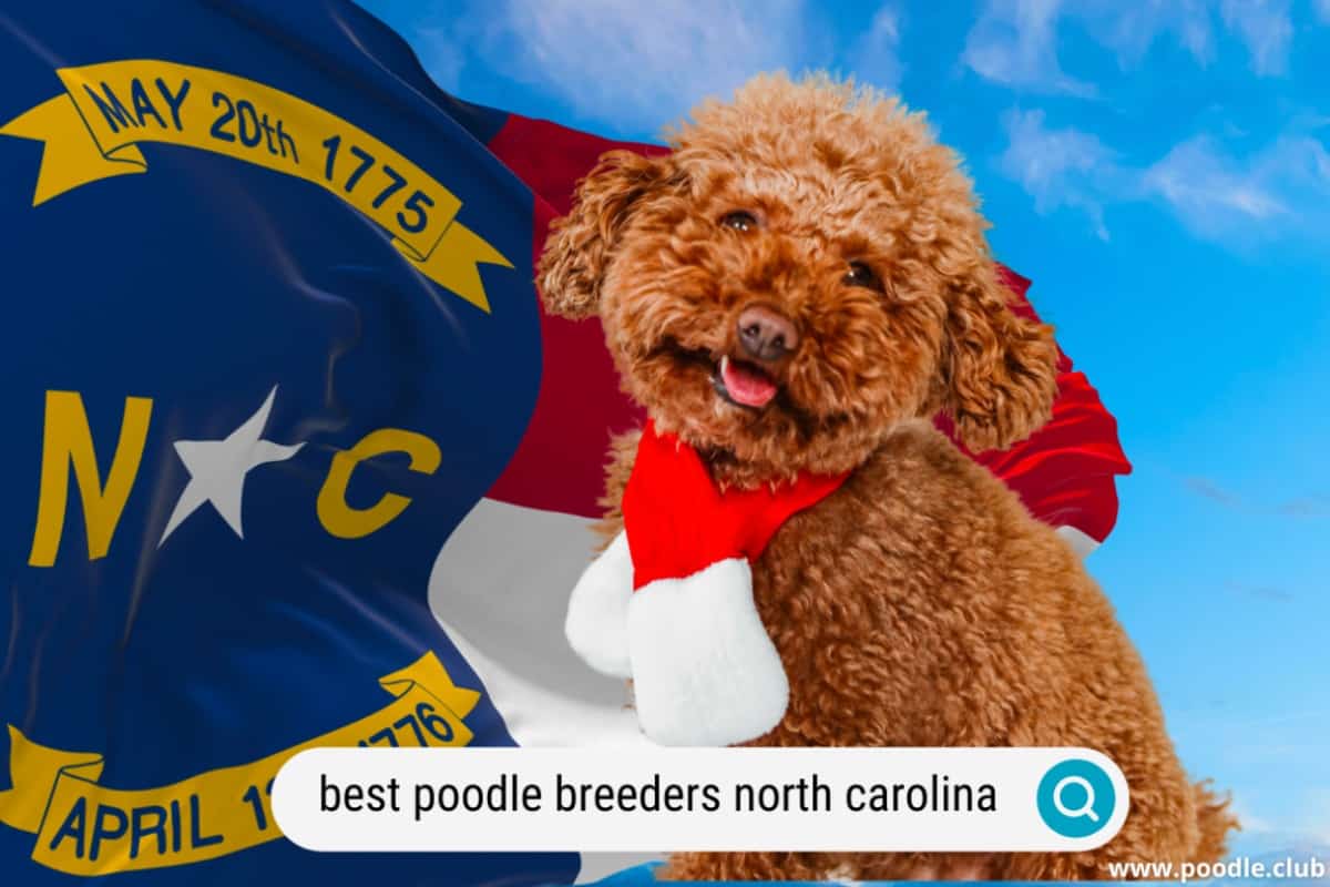 Best Poodle Breeders in North Carolina (2026) - Poodle Club