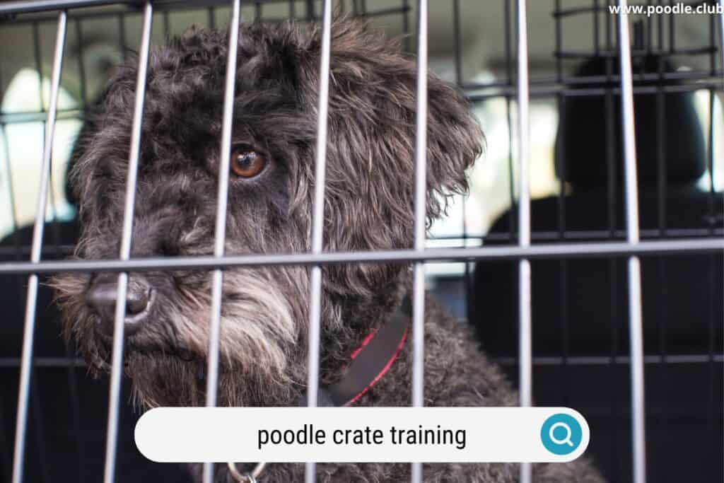 Best Poodle Rescues in Colorado (2023) - Poodle Club