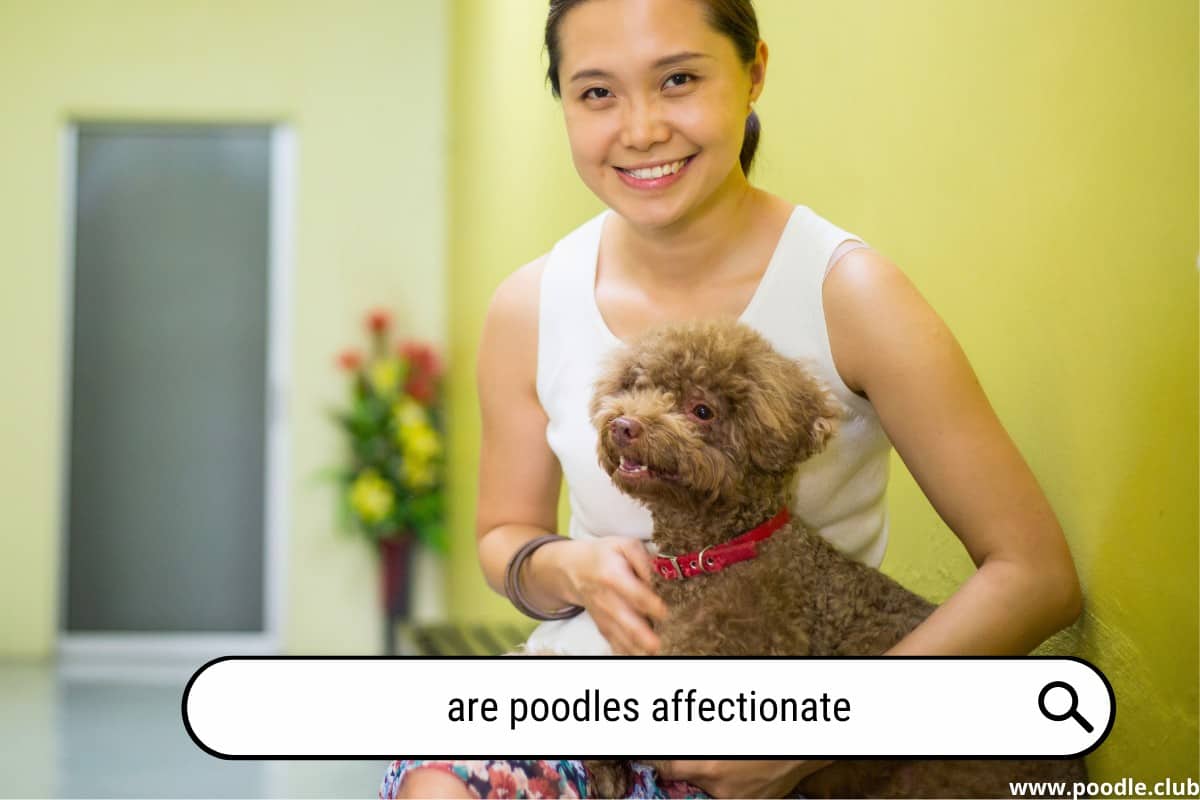 Are Poodles Affectionate? [True Nature] - Poodle Club