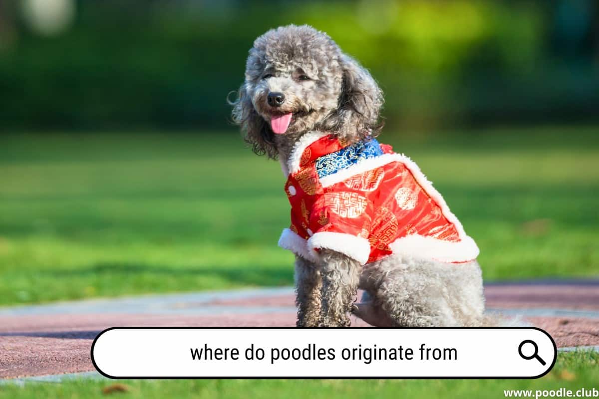 Where Do Poodles Originate From [Heritage] - Poodle Club